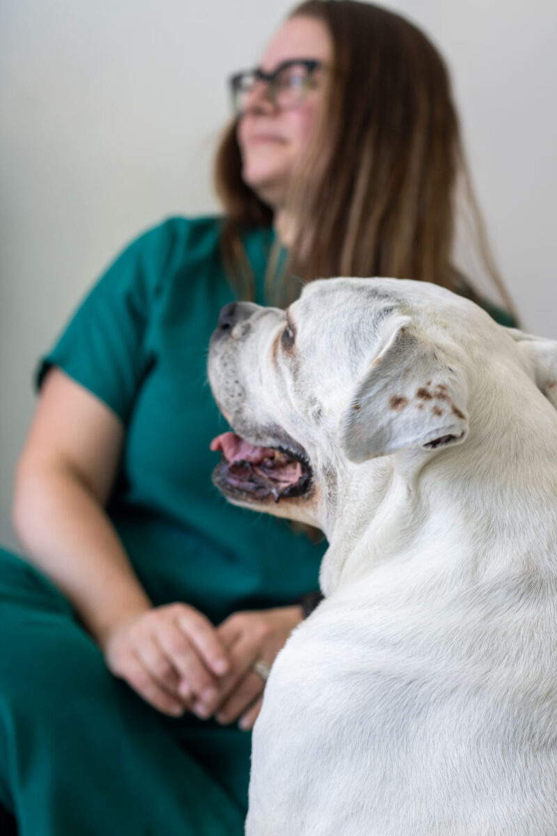 Healing Paws Veterinary Center Mt Kisco - Healing Paws Veterinary Center